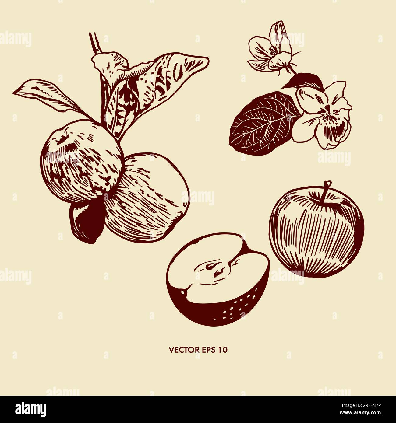 Apples on a branch with leaves, apple tree flowers, whole and cut ...