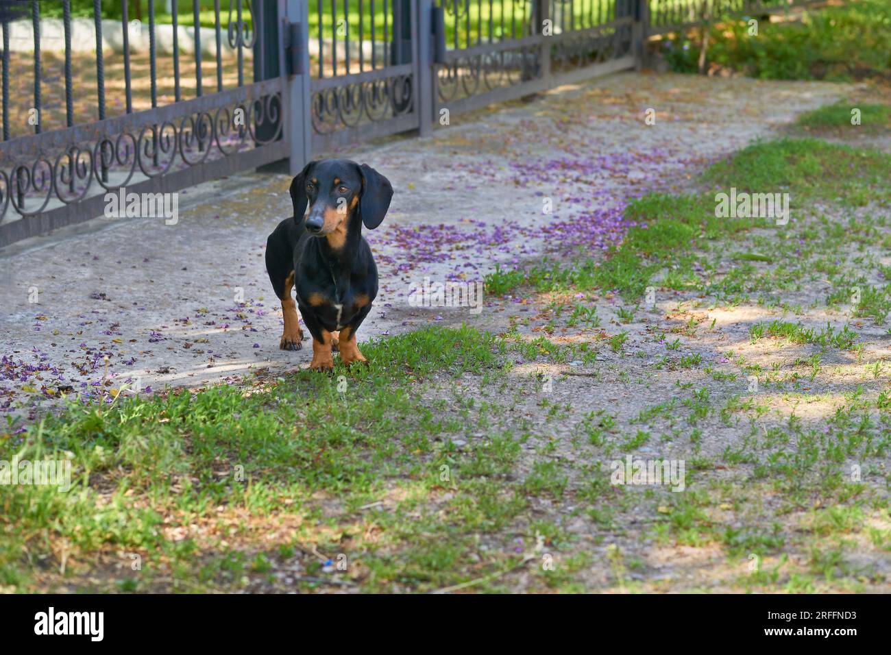Serious guard dog dachshund at the gate and gate of his house Stock ...