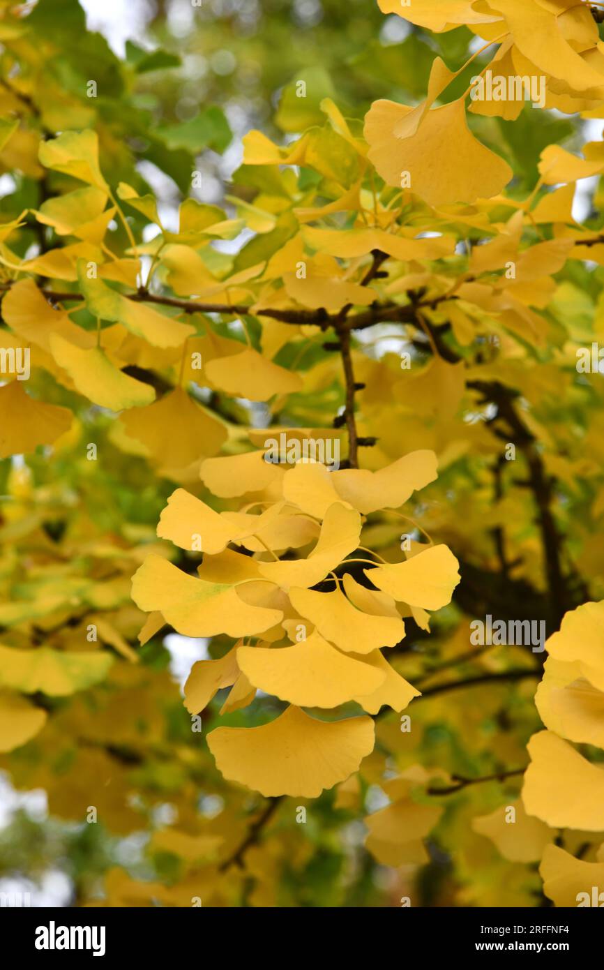 Ginkgo tree china temple hi-res stock photography and images - Alamy