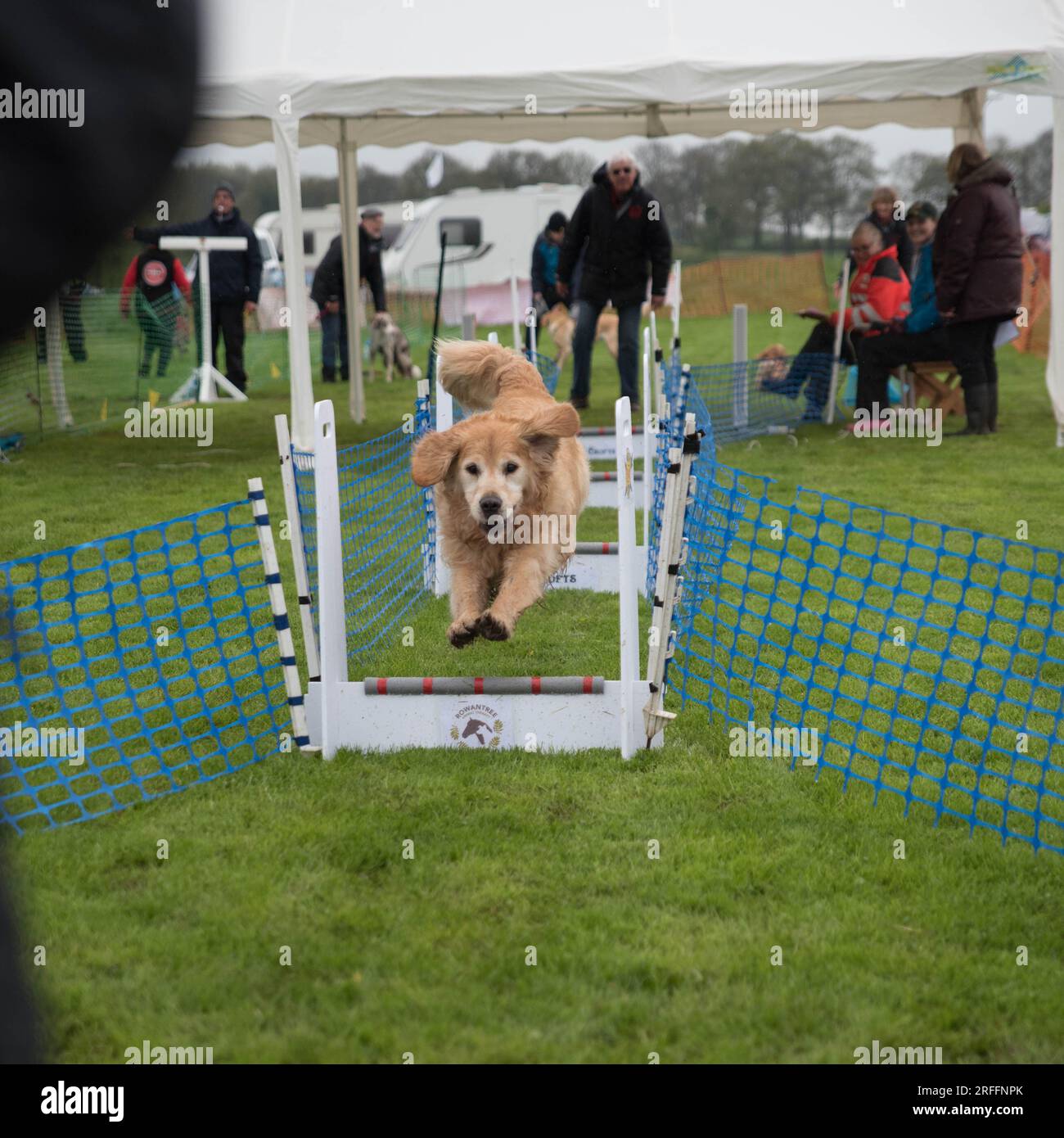 A dog jumping over a hurdle at an outdoor Flyball event Stock Photo - Alamy