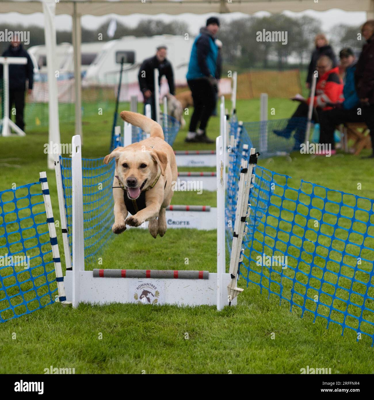 Flyball dog sport hi-res stock photography and images - Alamy