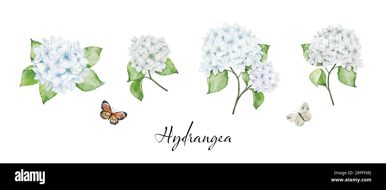 Hortensia on white Stock Vector Images - Alamy