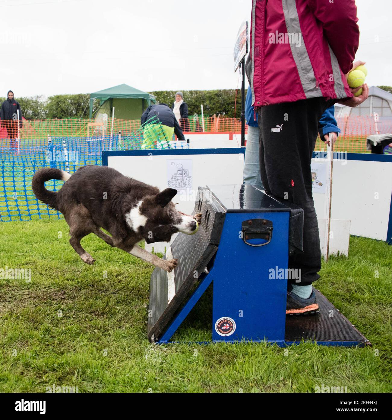 Australian sheep dog hi-res stock photography and images - Alamy