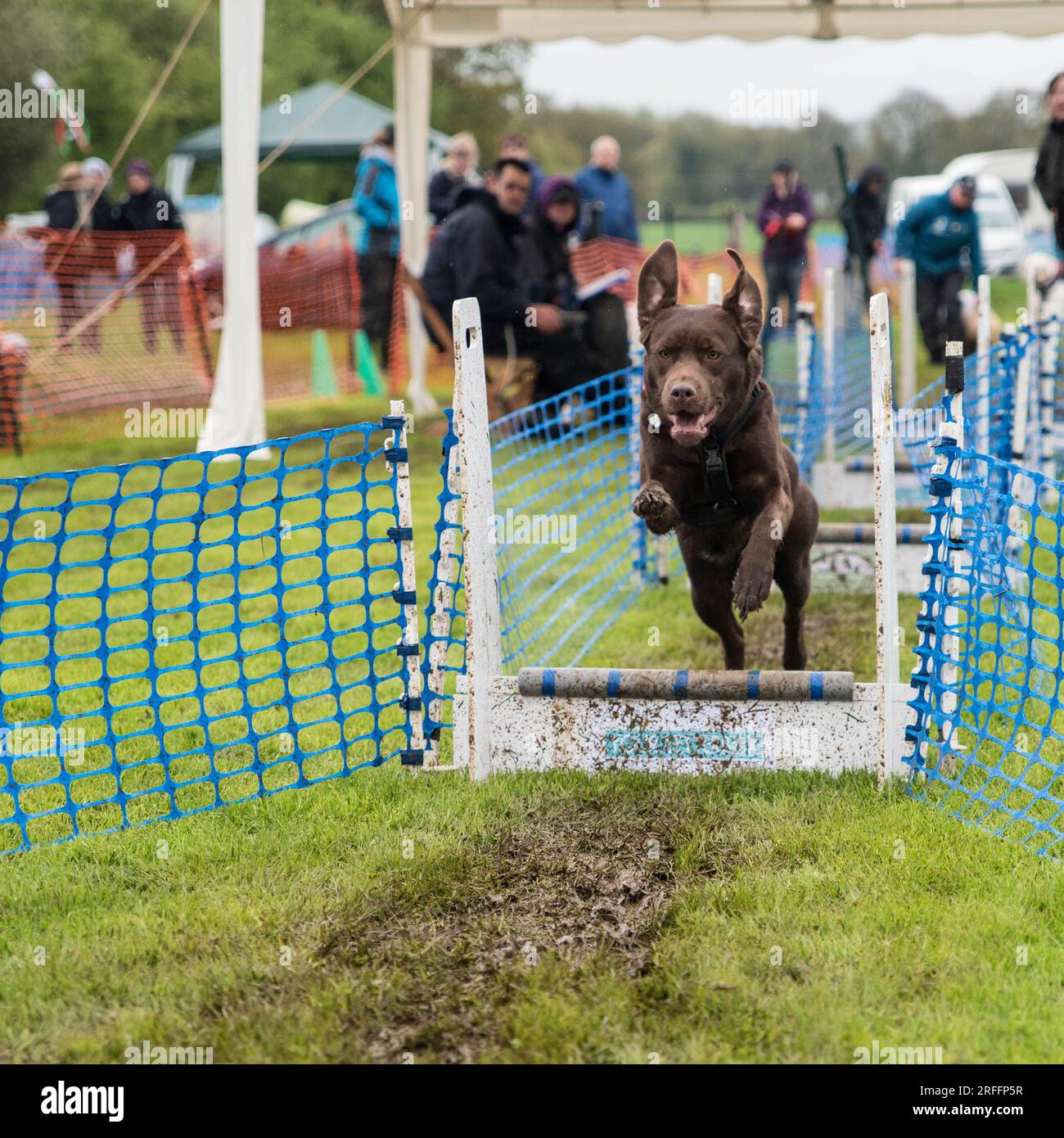 Dog doing flyball hi-res stock photography and images - Alamy
