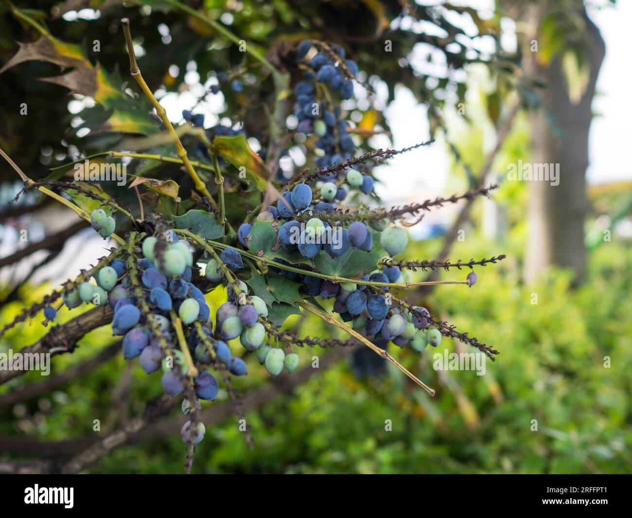 Blue mahonia berries Stock Photo - Alamy