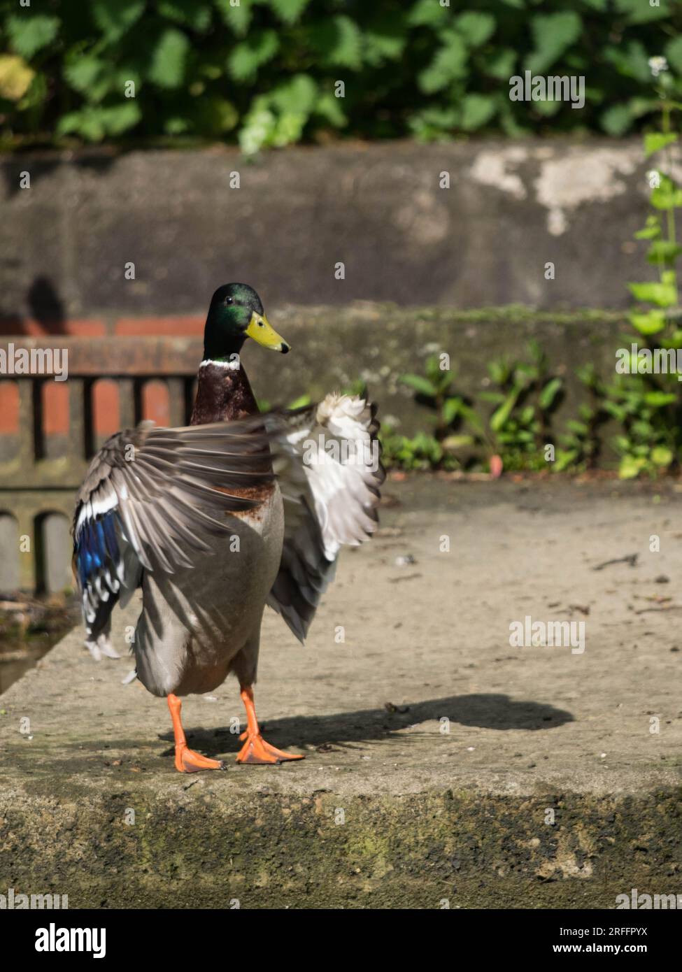 Duck stands on concrete, flapping its wings in the sun Stock Photo - Alamy