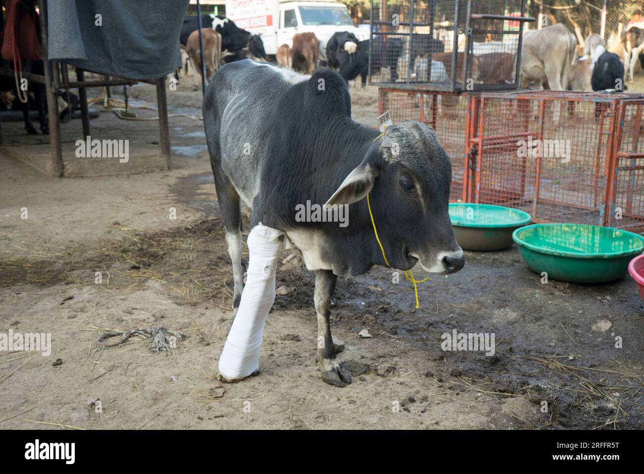 Calf with a broken leg Stock Photo - Alamy
