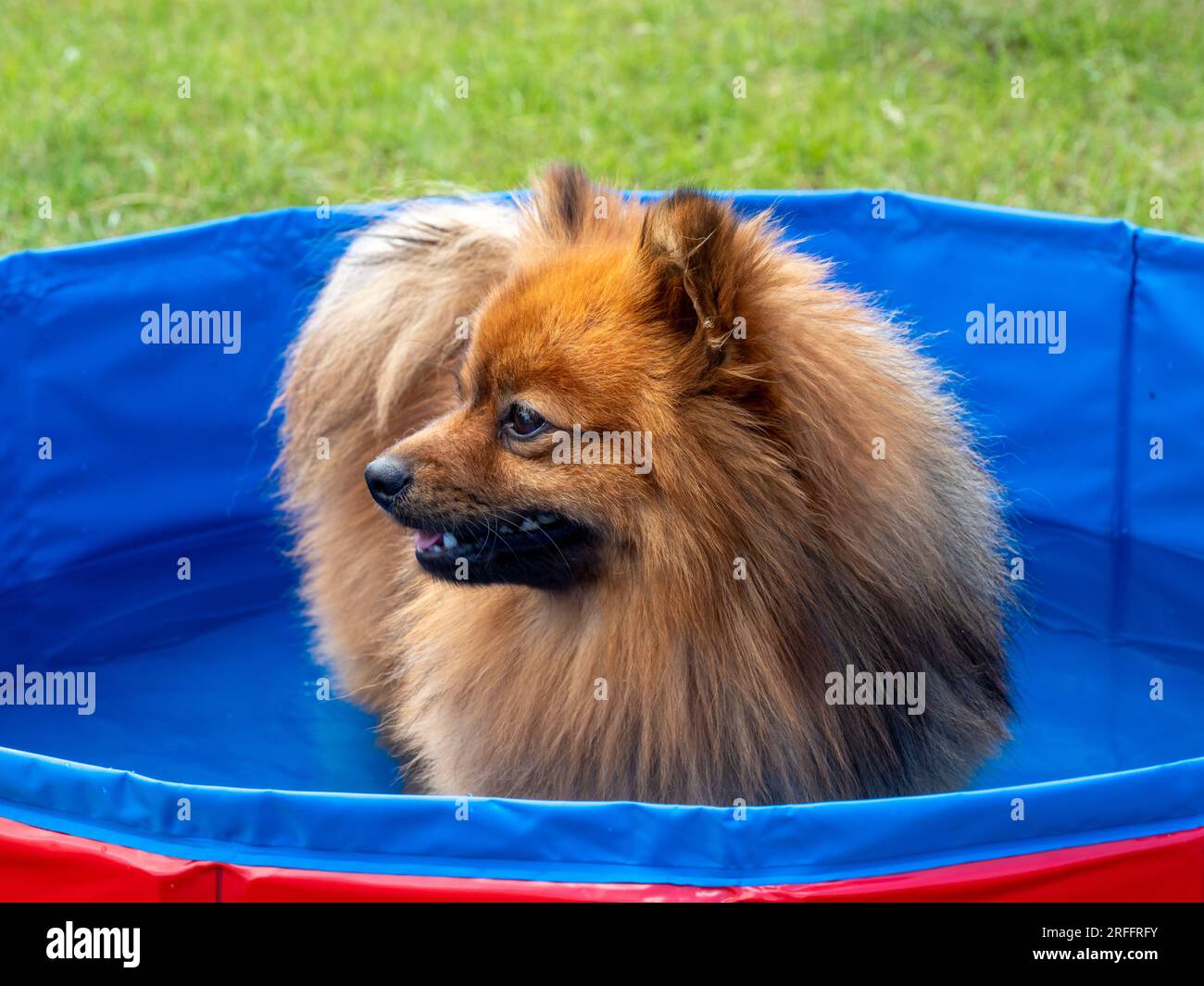 Dog in the dog pool on the green lawn. Spitz dog in the pool Stock ...