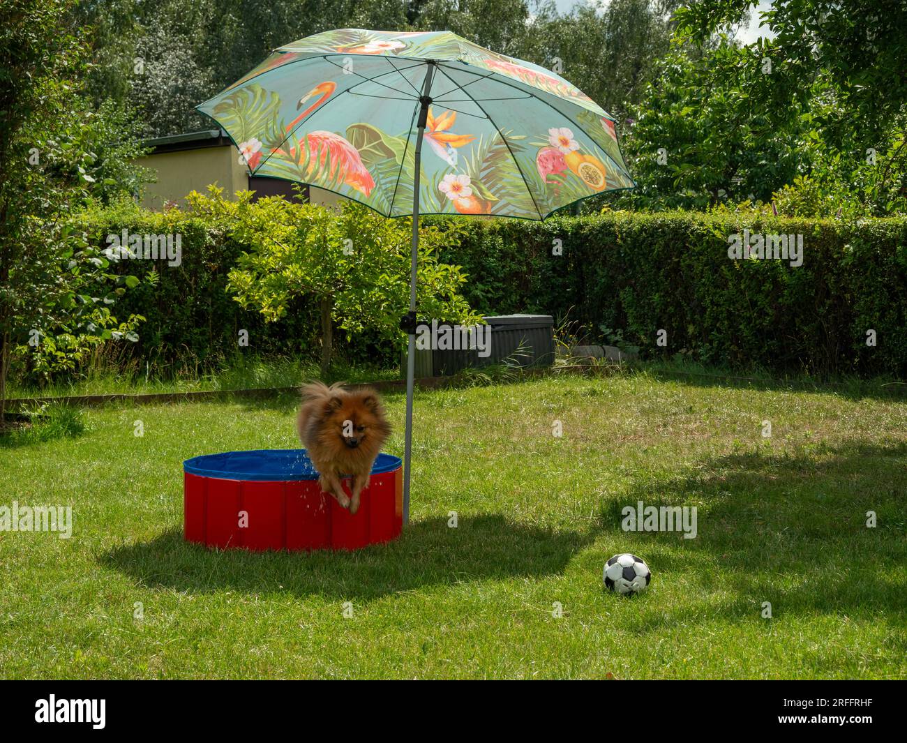 Dog in the dog pool on the green lawn. Spitz dog in the pool Stock ...