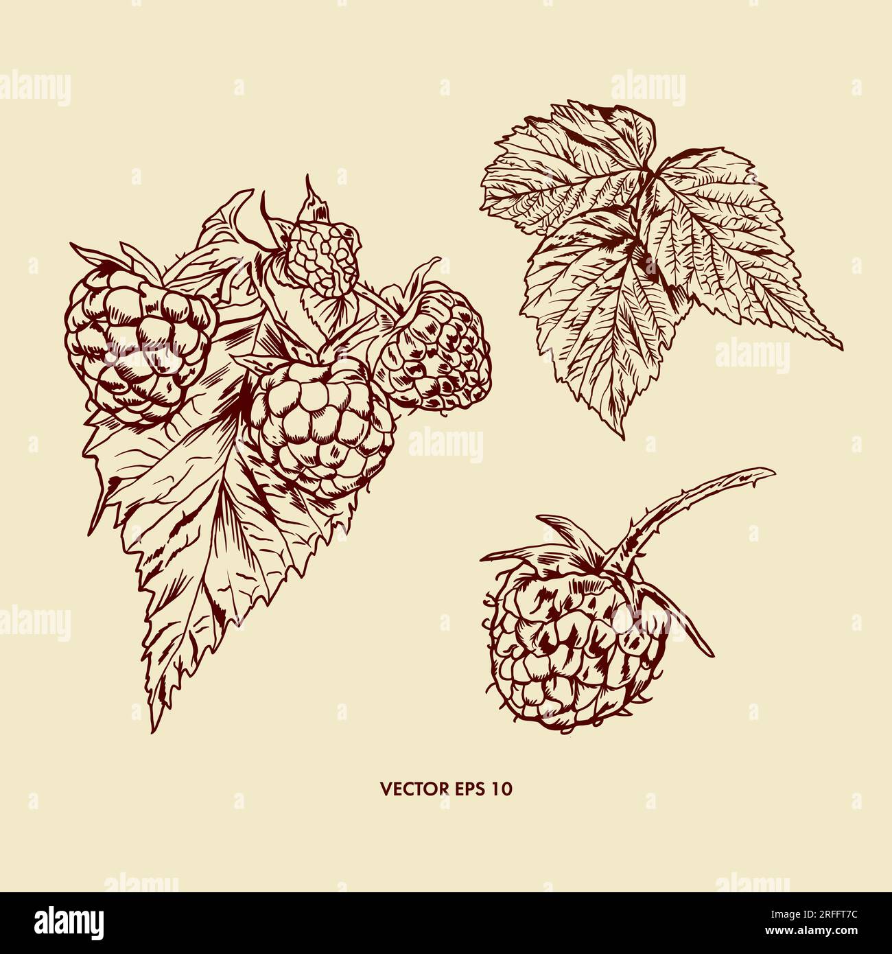 Raspberry, sprig and raspberry leaves. Vector illustration of a berry ...