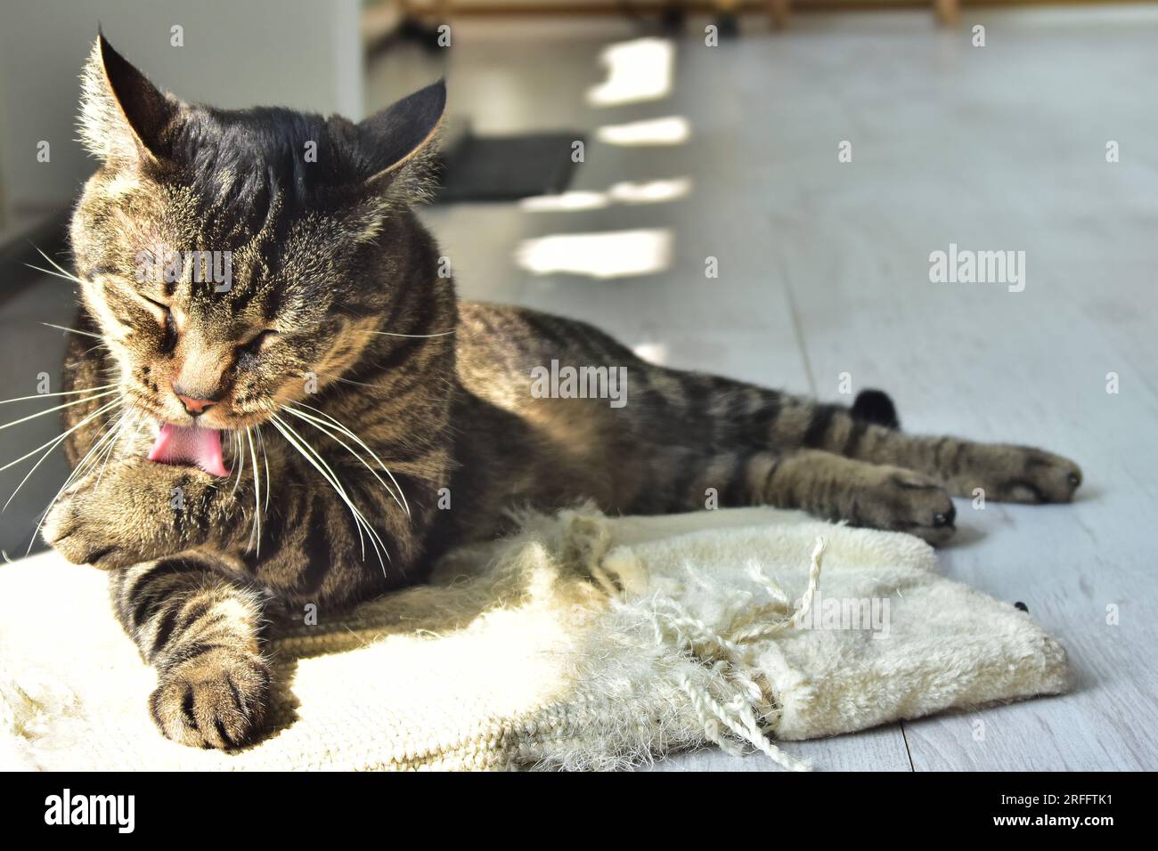 A red tomcat is resting Stock Photo - Alamy