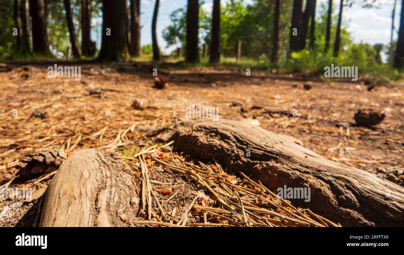 Close-up roots of pine in forest. Low point of view in nature landscape ...