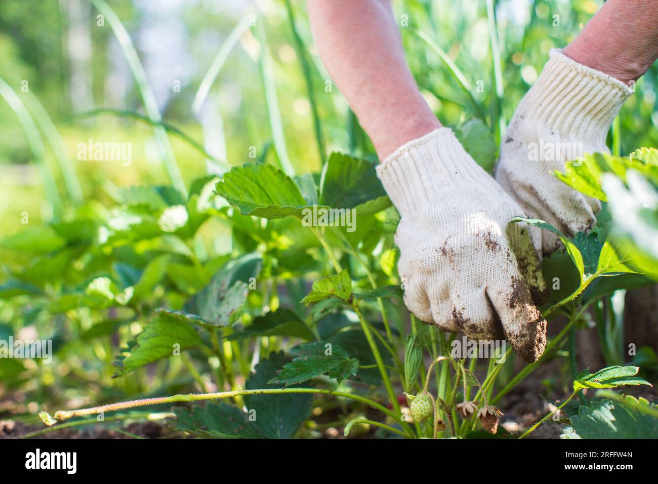 The farmer takes care of the plants in the vegetable garden on the farm ...