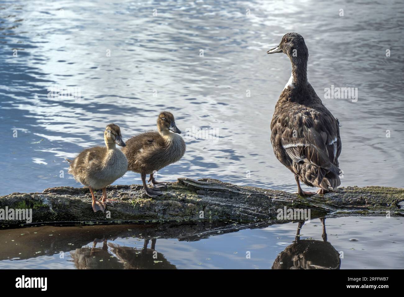 Proud Duck sitting with her two cute ducklings early one sunny morning ...