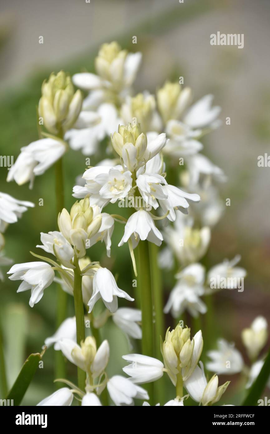 Pretty flowering white campanula bellflower budding and blooming in the ...