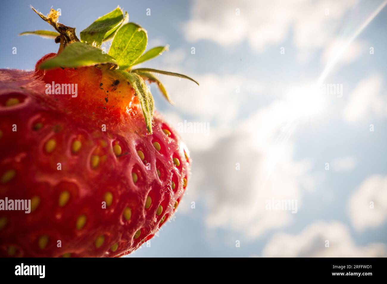 Strawberry close-up against a bright blue sky with sun rays. The ...