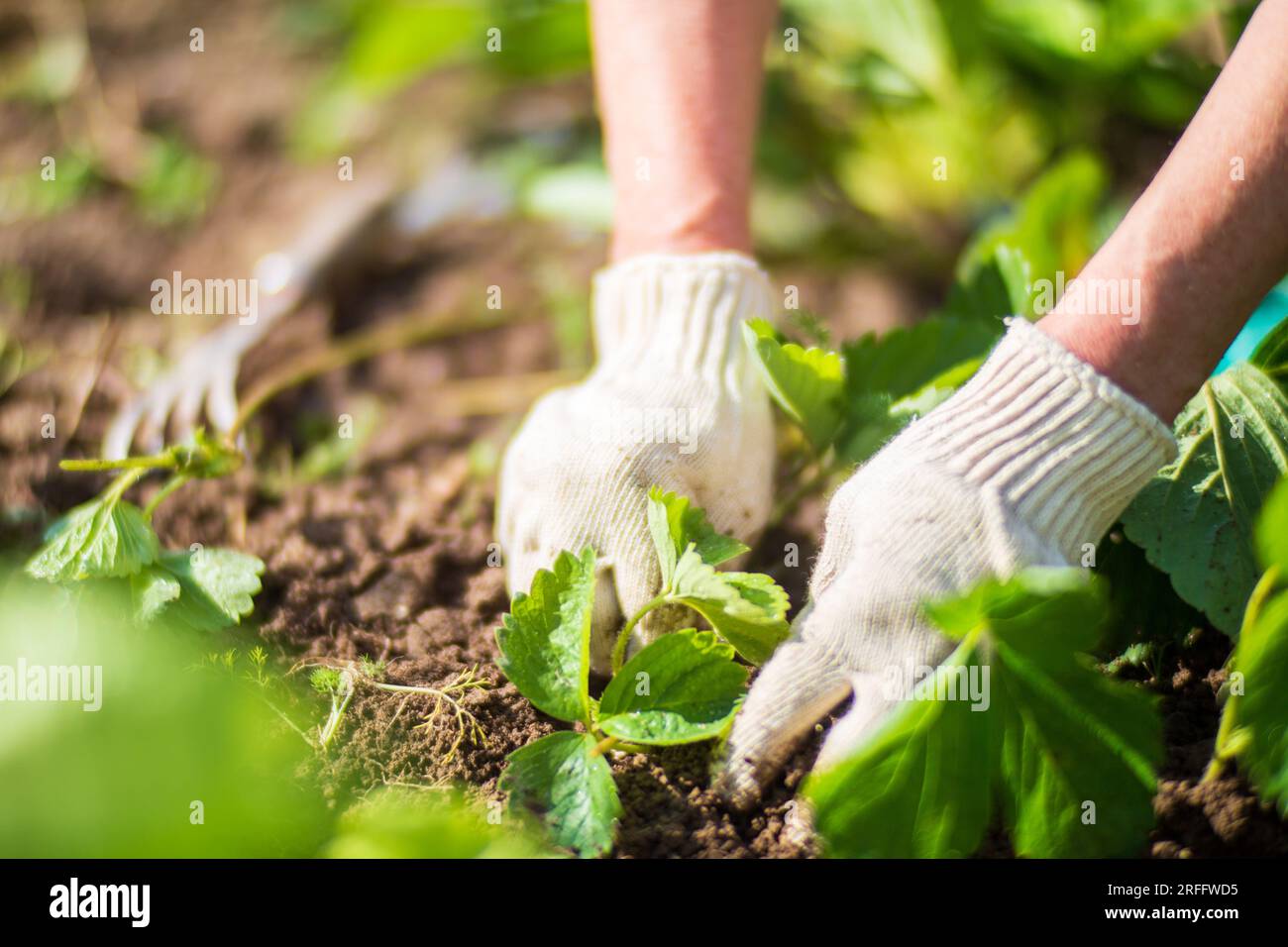 The farmer takes care of the plants in the vegetable garden on the farm ...