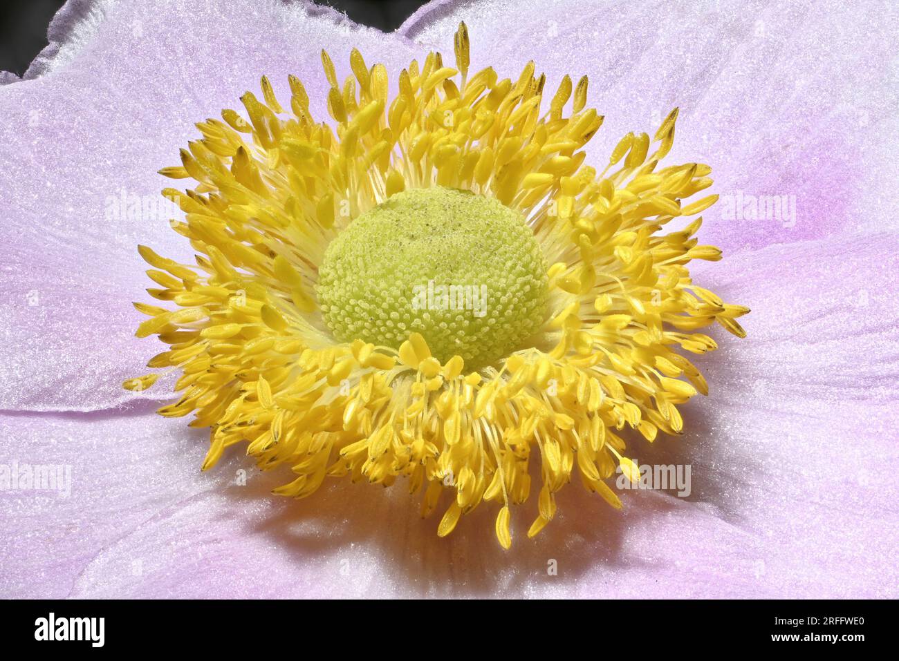Chinese Anenome (Anemone hupehensis) closeup showing petals, stigma ...
