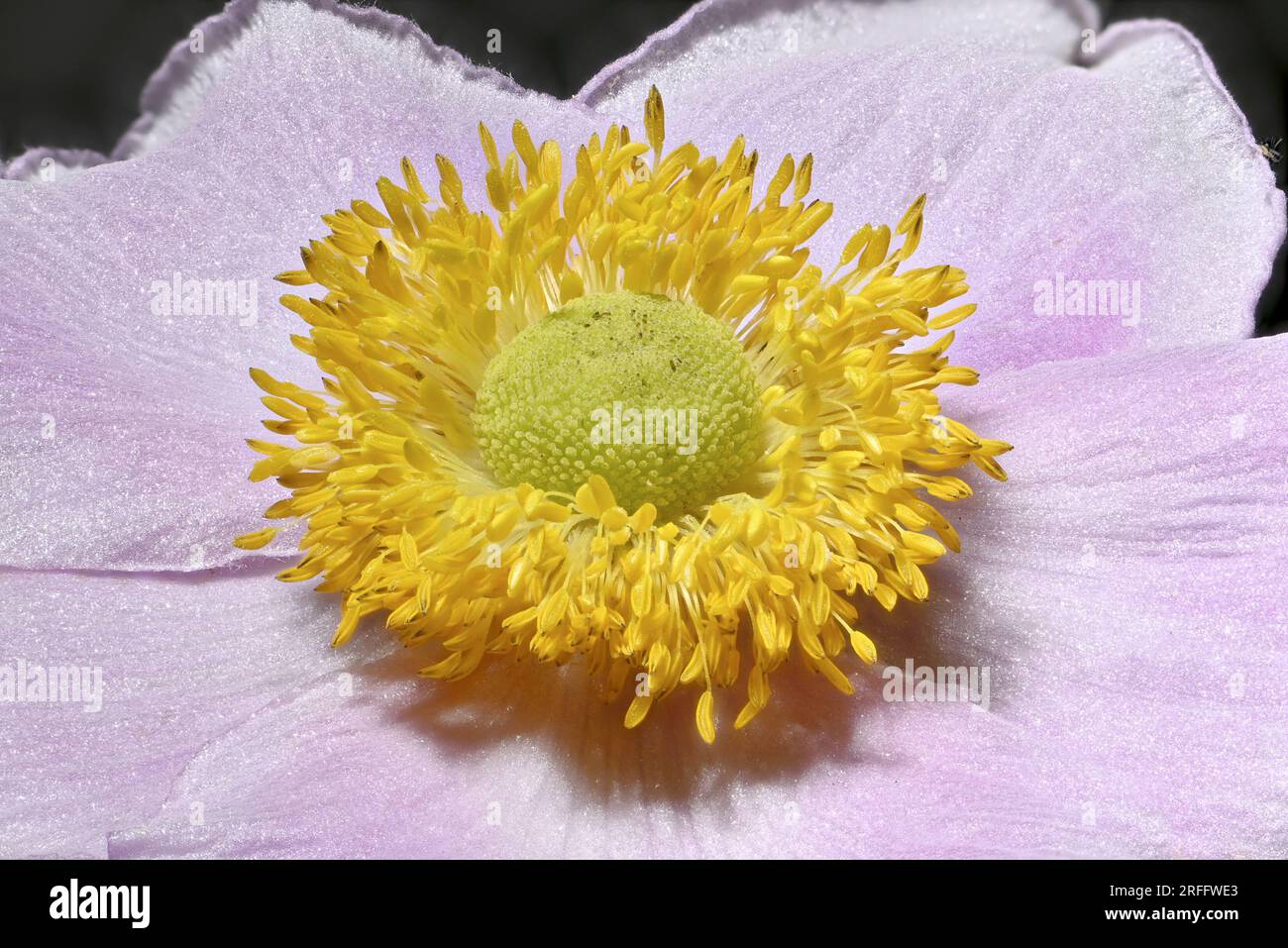 Chinese Anenome (Anemone hupehensis) closeup showing petals, stigma ...