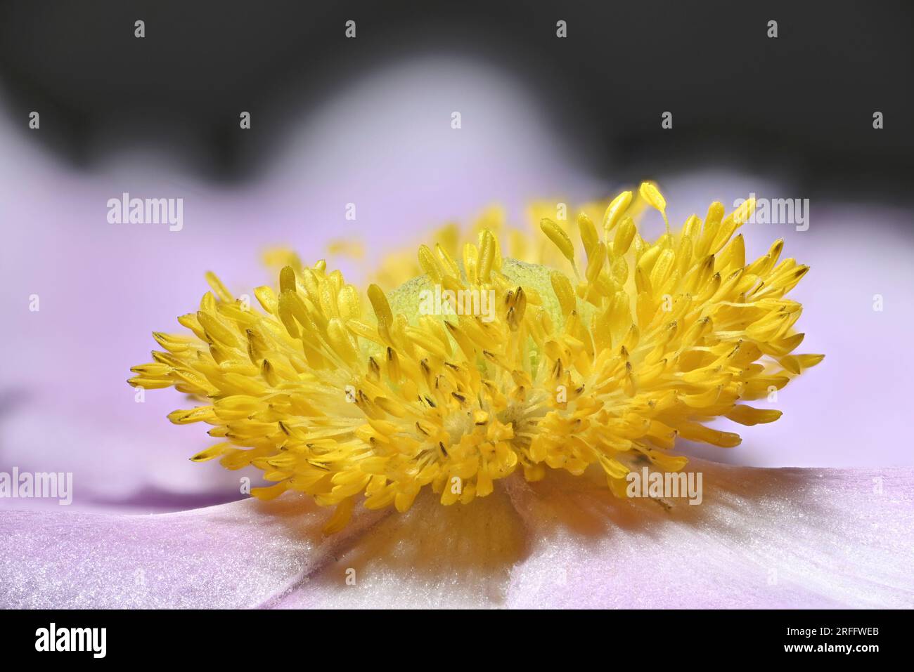 Chinese Anenome (Anemone hupehensis) closeup showing petals, stigma ...