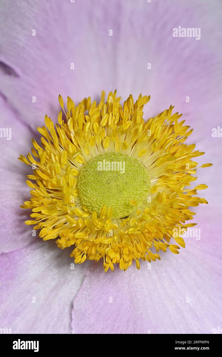 Chinese Anenome (Anemone hupehensis) closeup showing petals, stigma ...