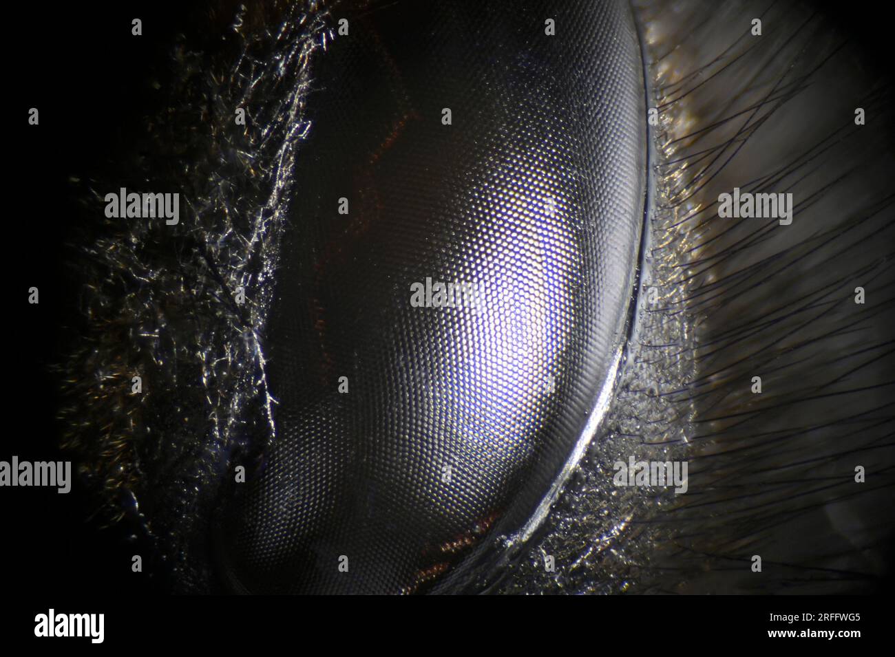 Compound microscope hi-res stock photography and images - Alamy