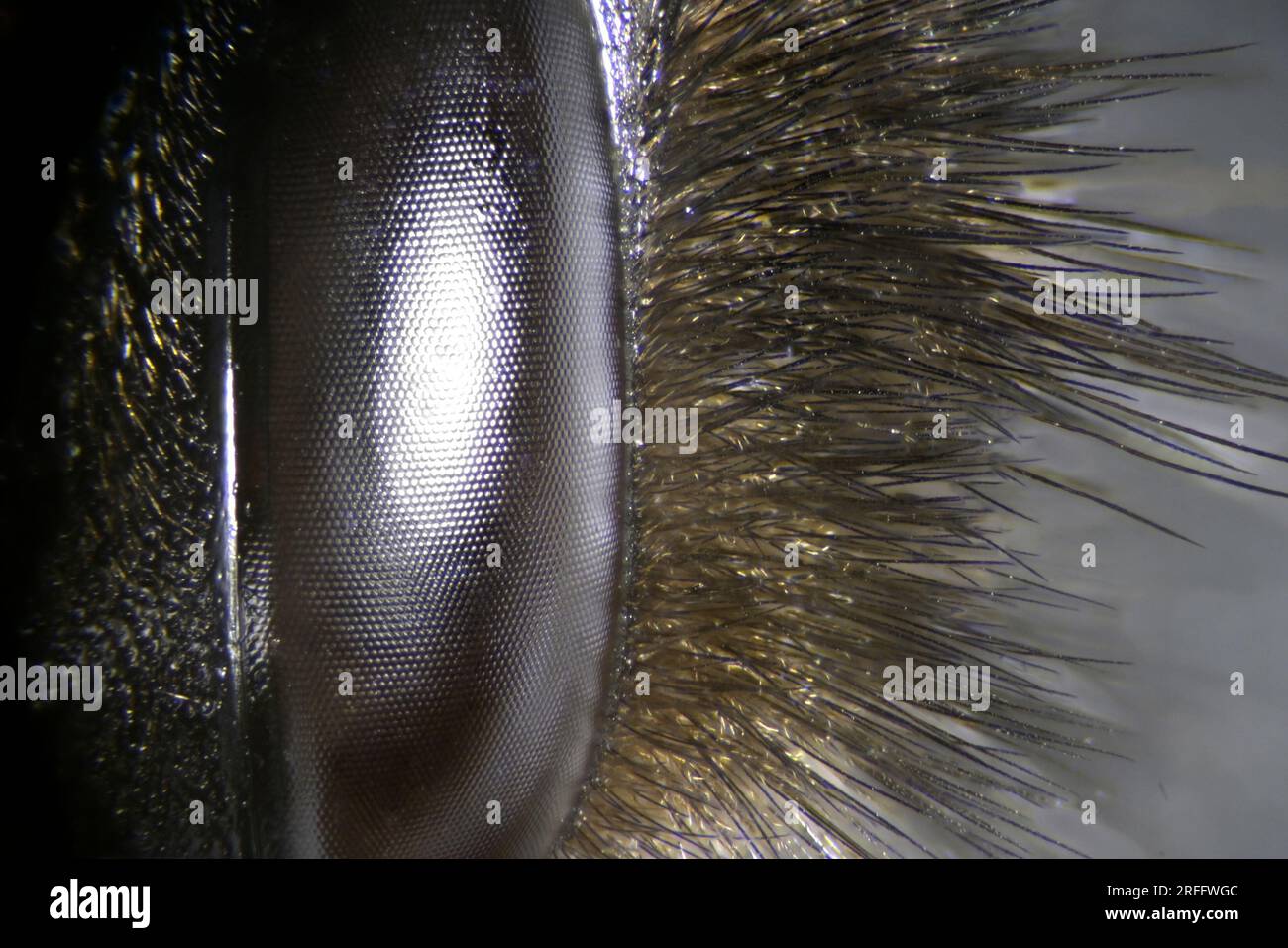 Compound microscope hi-res stock photography and images - Alamy