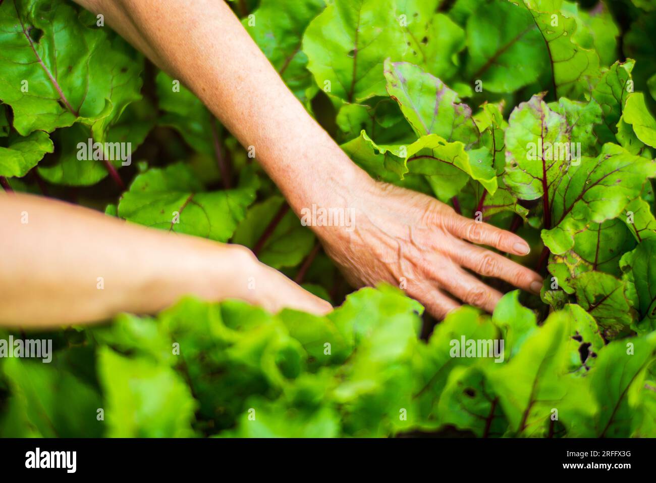 The farmer takes care of the plants in the vegetable garden on the farm ...