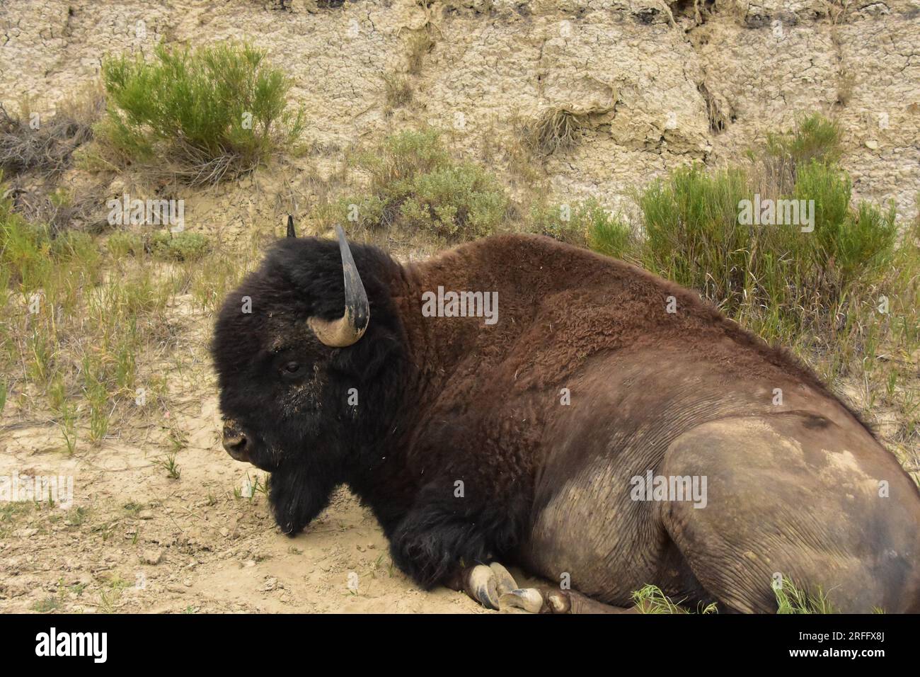 Dusty buffalo resting in a bed of dry clay on a hot day Stock Photo - Alamy