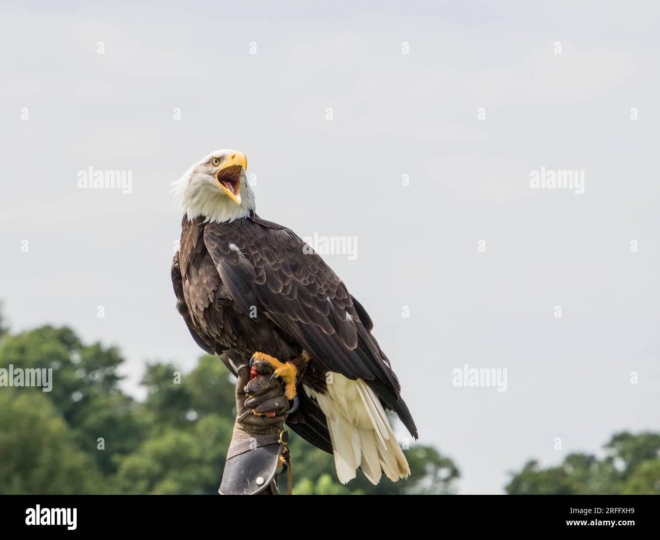An American bald eagle caps off the flying display at the Hawk ...
