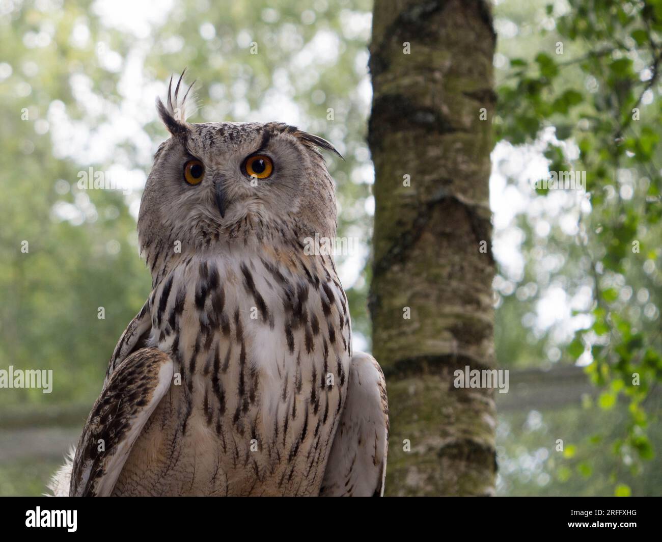 The Eurasian eagle-owl is a visitor favourite at the Hawk Conservancy ...