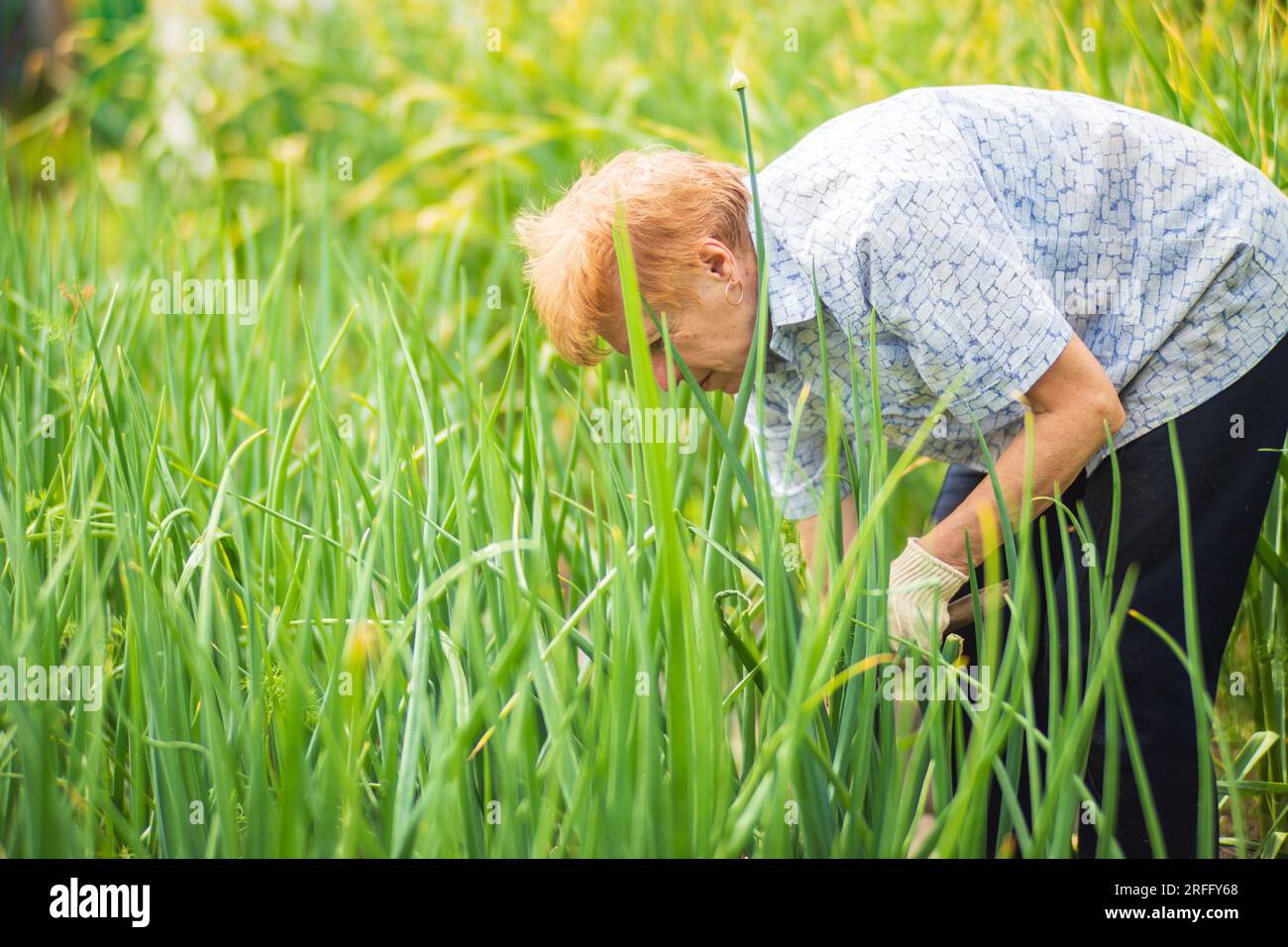 The farmer takes care of the plants in the vegetable garden on the farm ...