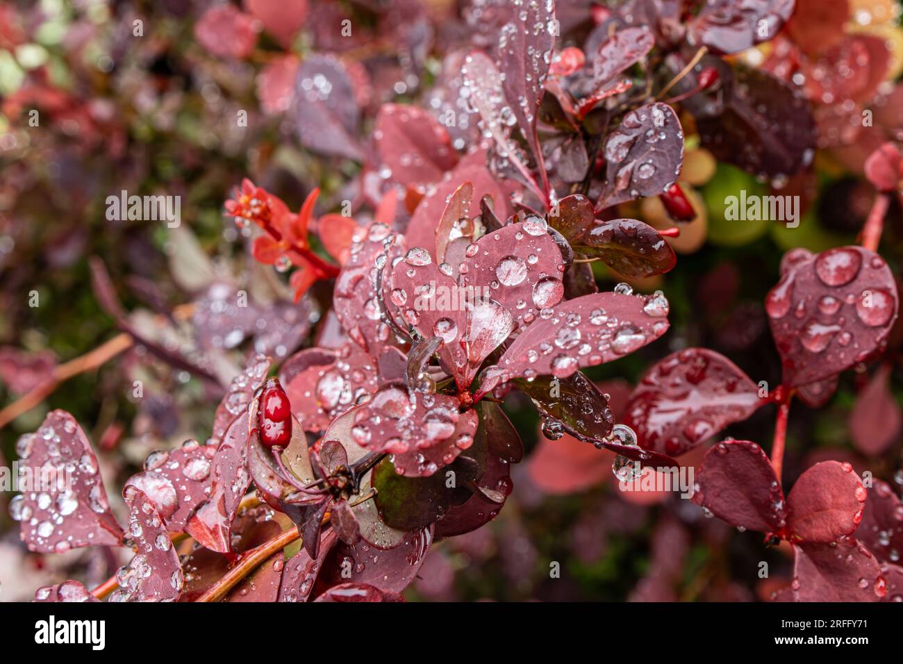 Burgundy red bush plants leaves hi-res stock photography and images - Alamy