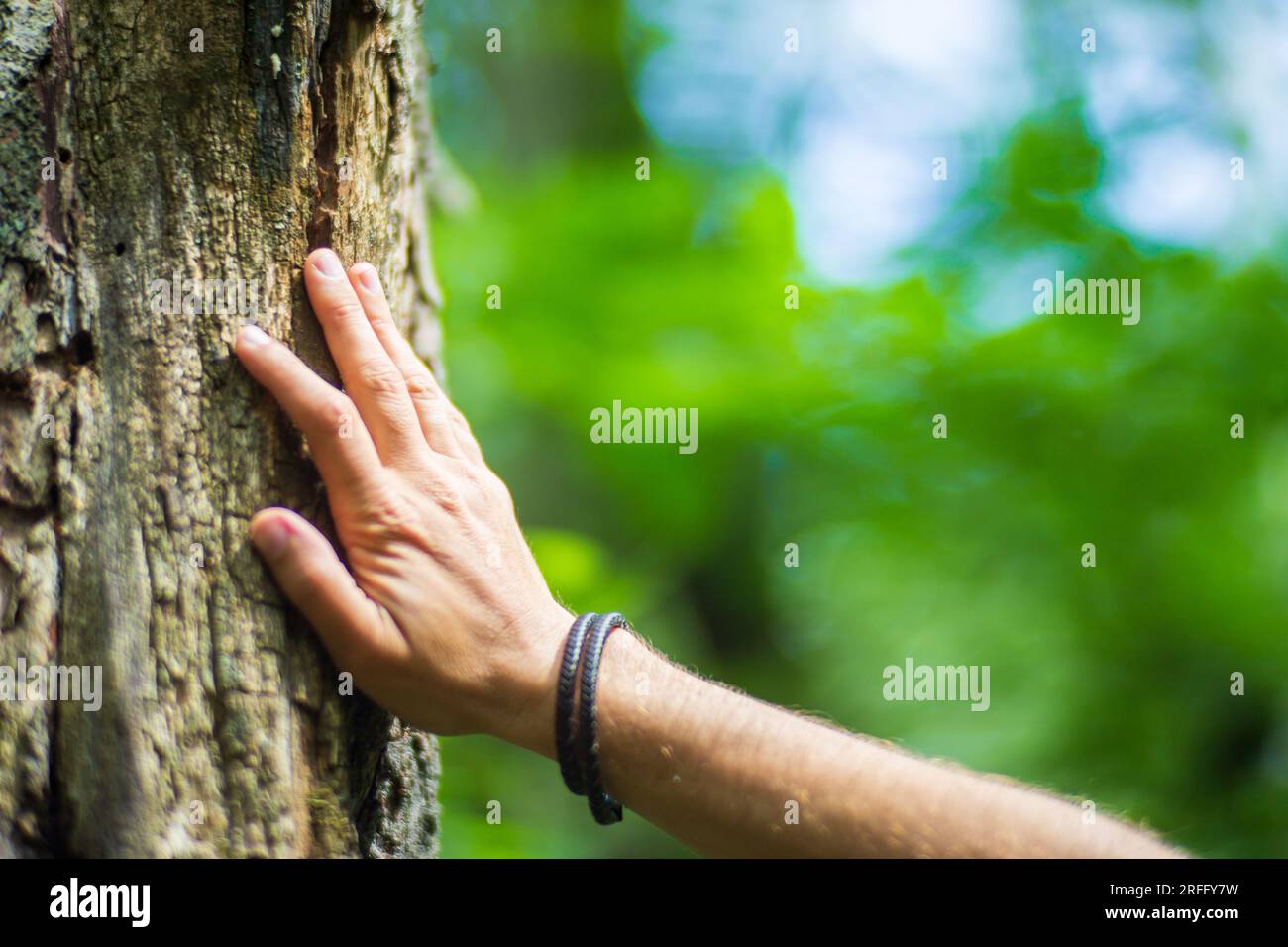 A man's hand touch the tree trunk close-up. Bark wood.Caring for the ...