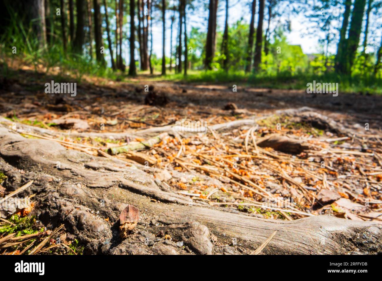 Close-up roots of pine in forest. Low point of view in nature landscape ...