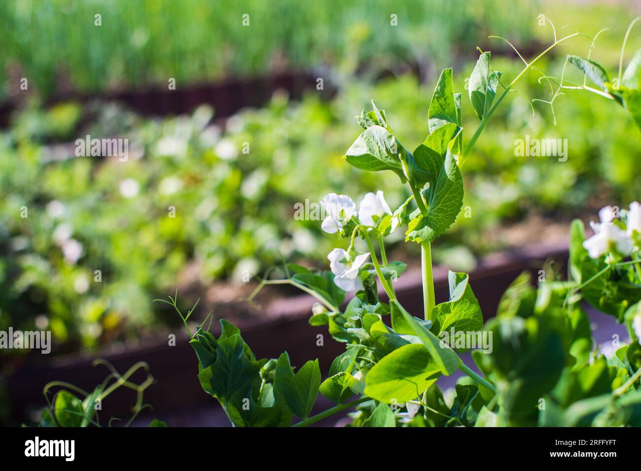 Crops planted in soil get ripe under sun. Cultivated land close up with ...
