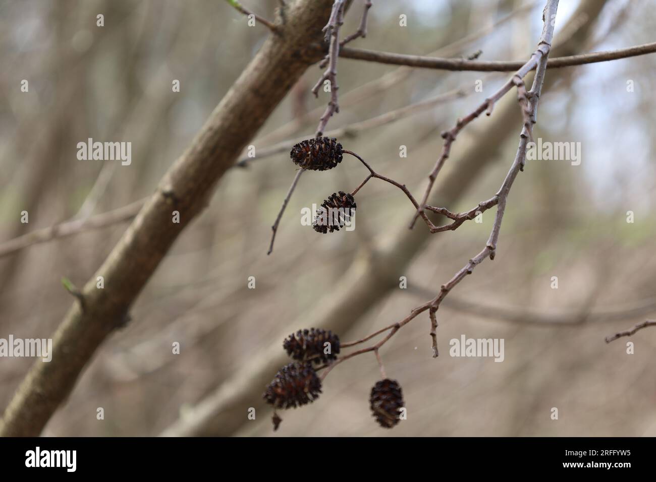 alder cones on the branch, spring forest atmosphere Stock Photo - Alamy
