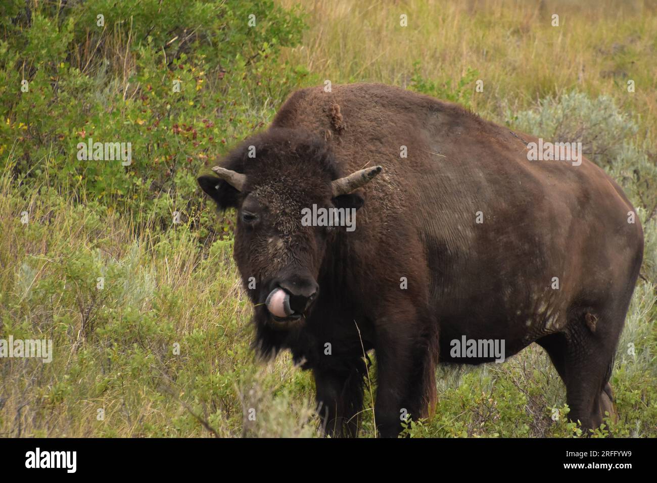 Funny bison licking the tip of his nose with his tongue Stock Photo - Alamy