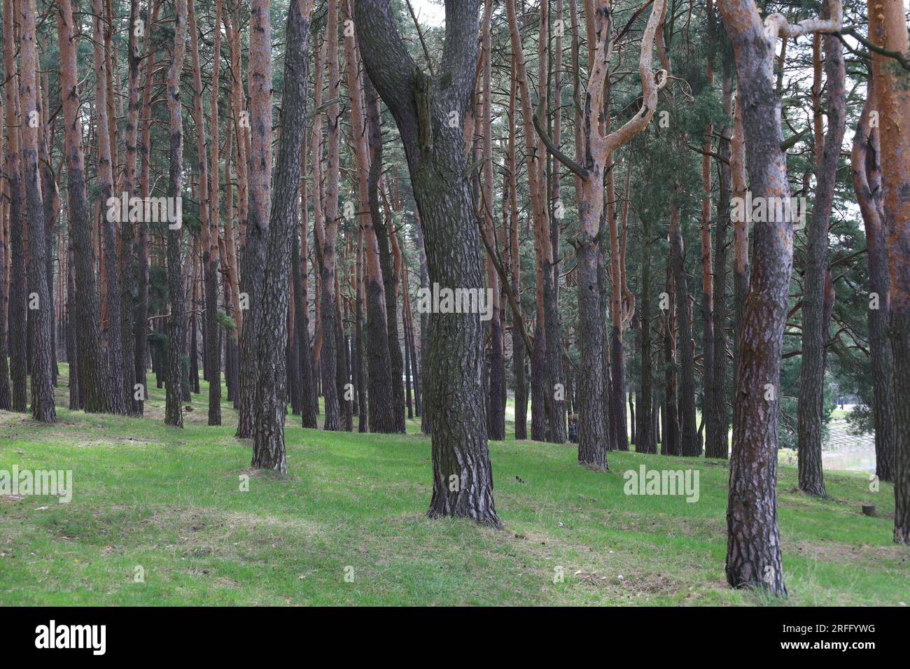 Summer sunny day in a pine forest, pine tree, morning in the woods ...