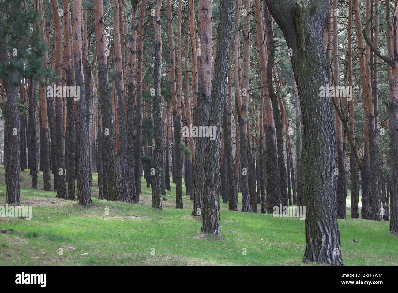 Summer sunny day in a pine forest, pine tree, morning in the woods ...