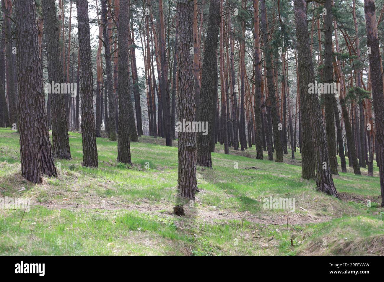 Summer sunny day in a pine forest, pine tree, morning in the woods ...