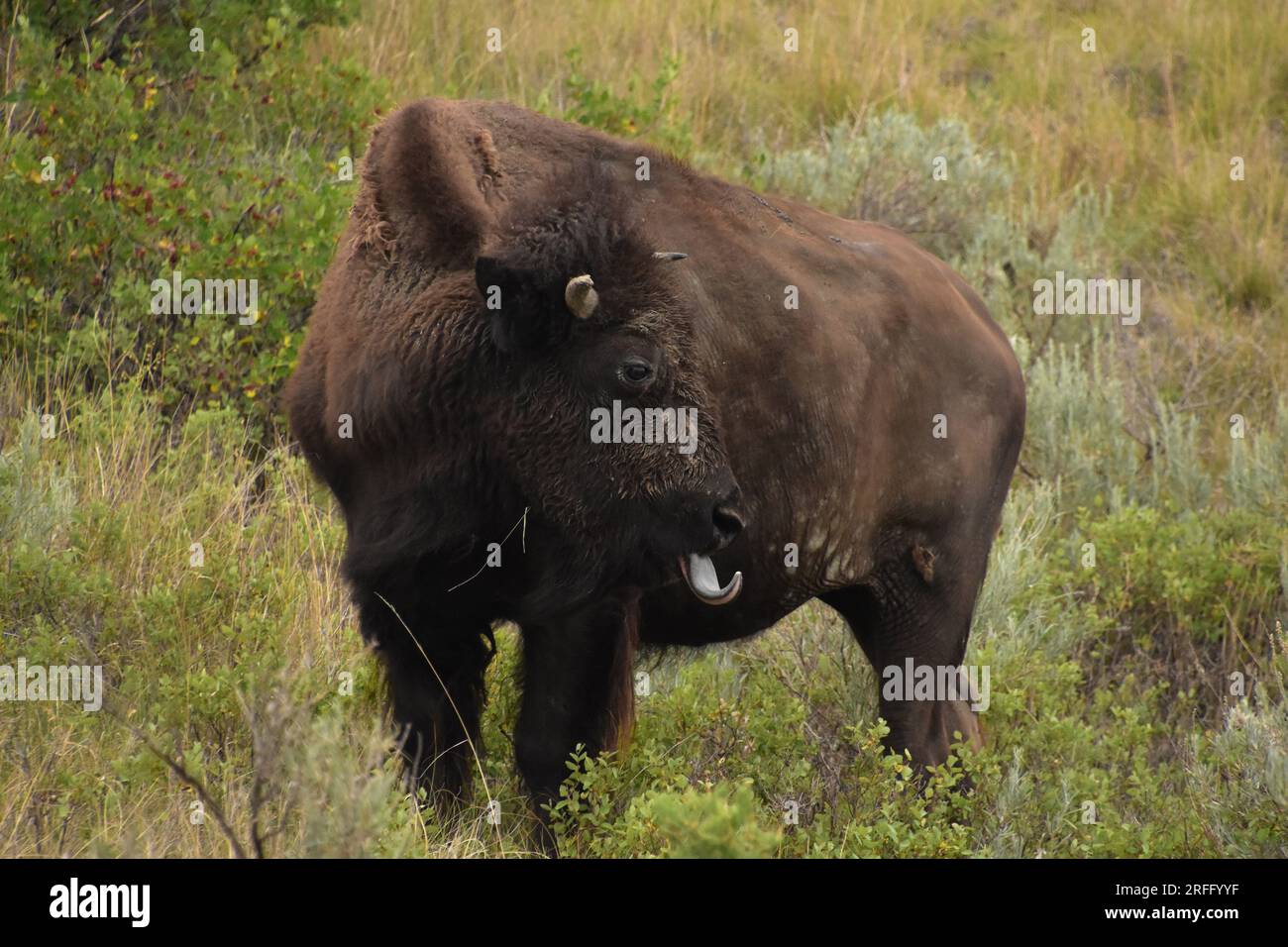 Funny American bison with a long culred tongue sticking out Stock Photo ...