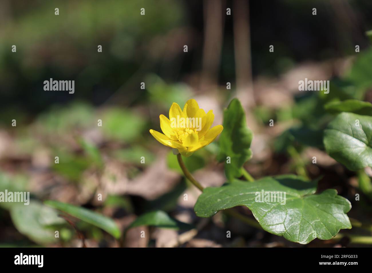 Lesser celandine flowers hi-res stock photography and images - Alamy