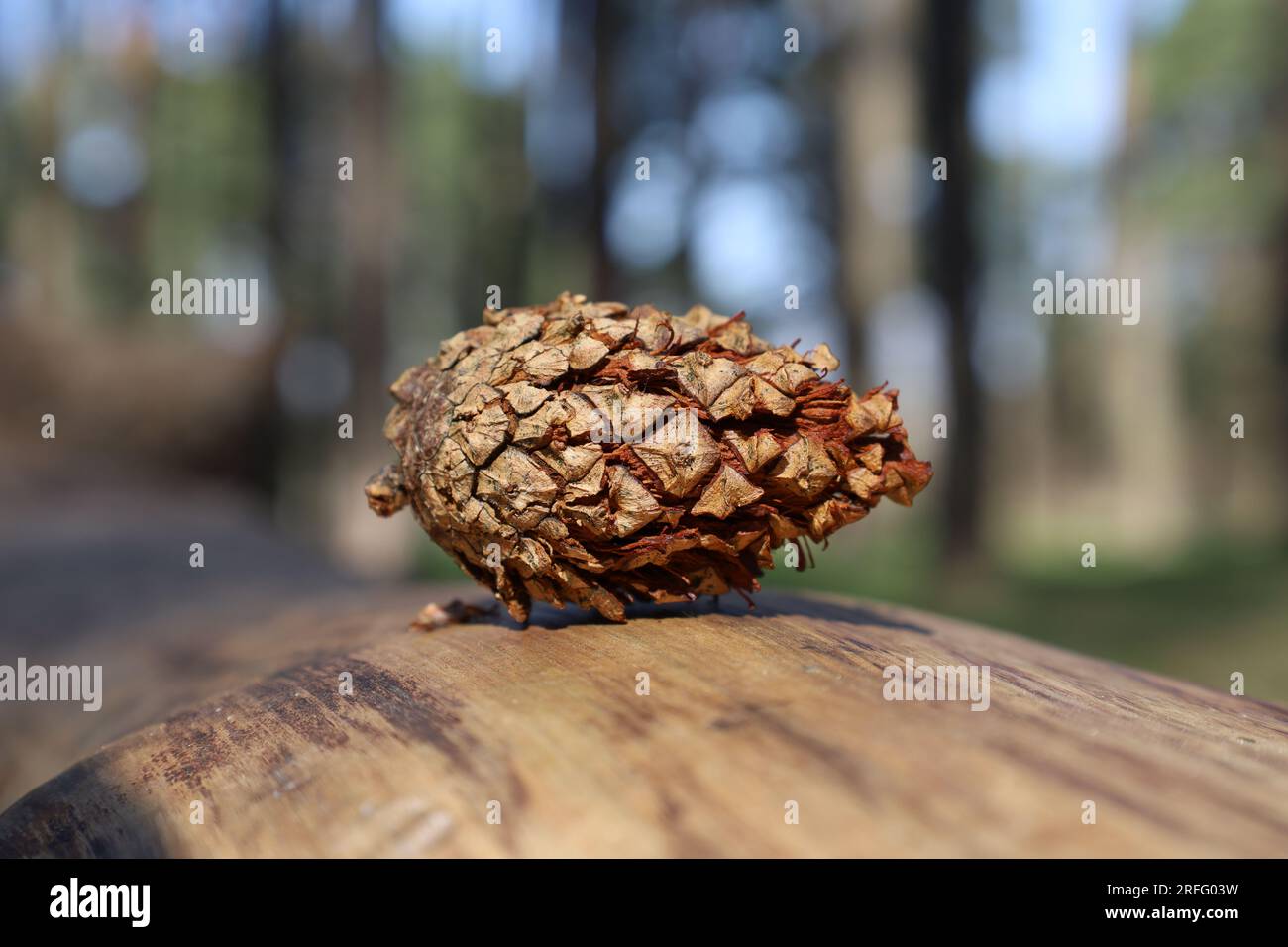 Pine season seed forest hi-res stock photography and images - Alamy
