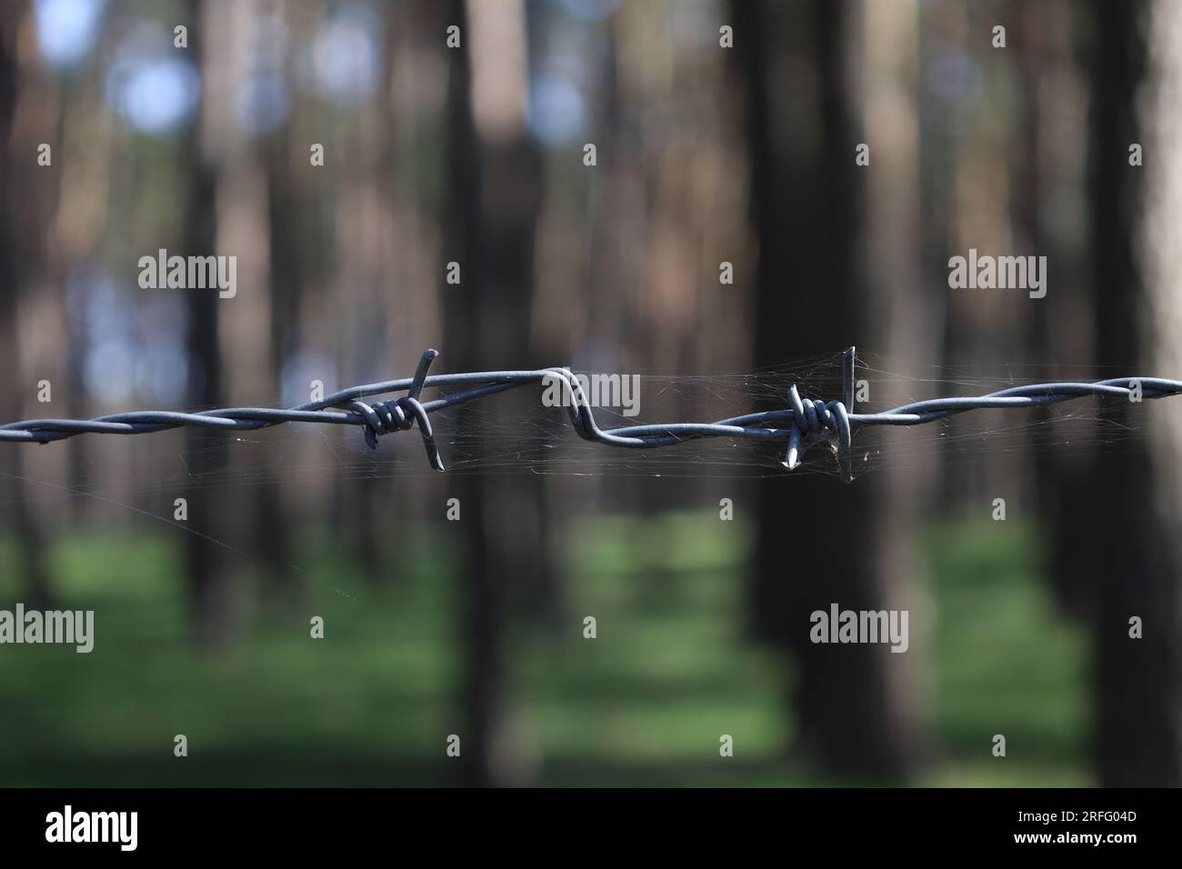 Barbed wire in a pine forest, protected area Stock Photo - Alamy
