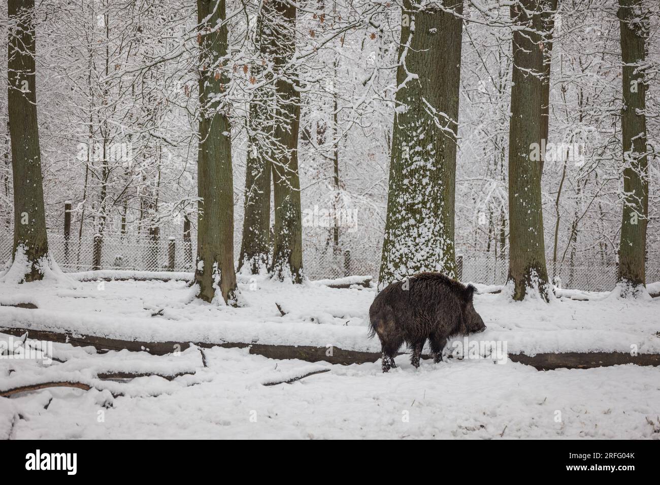 Wildschwein im wald hi-res stock photography and images - Alamy