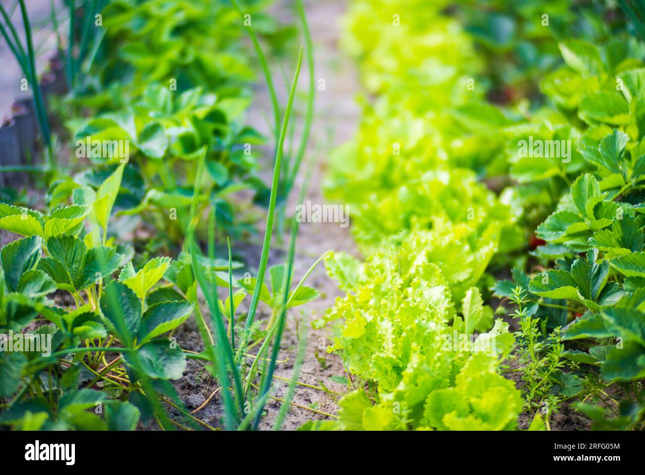 Pea crops planted in soil get ripe under sun. Cultivated land close up ...