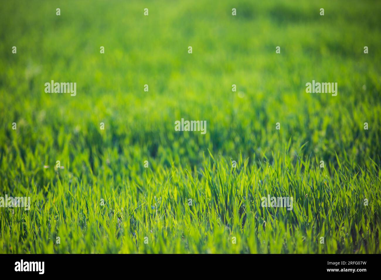Fresh green grass on a sunny summer day close-up. Beautiful natural ...