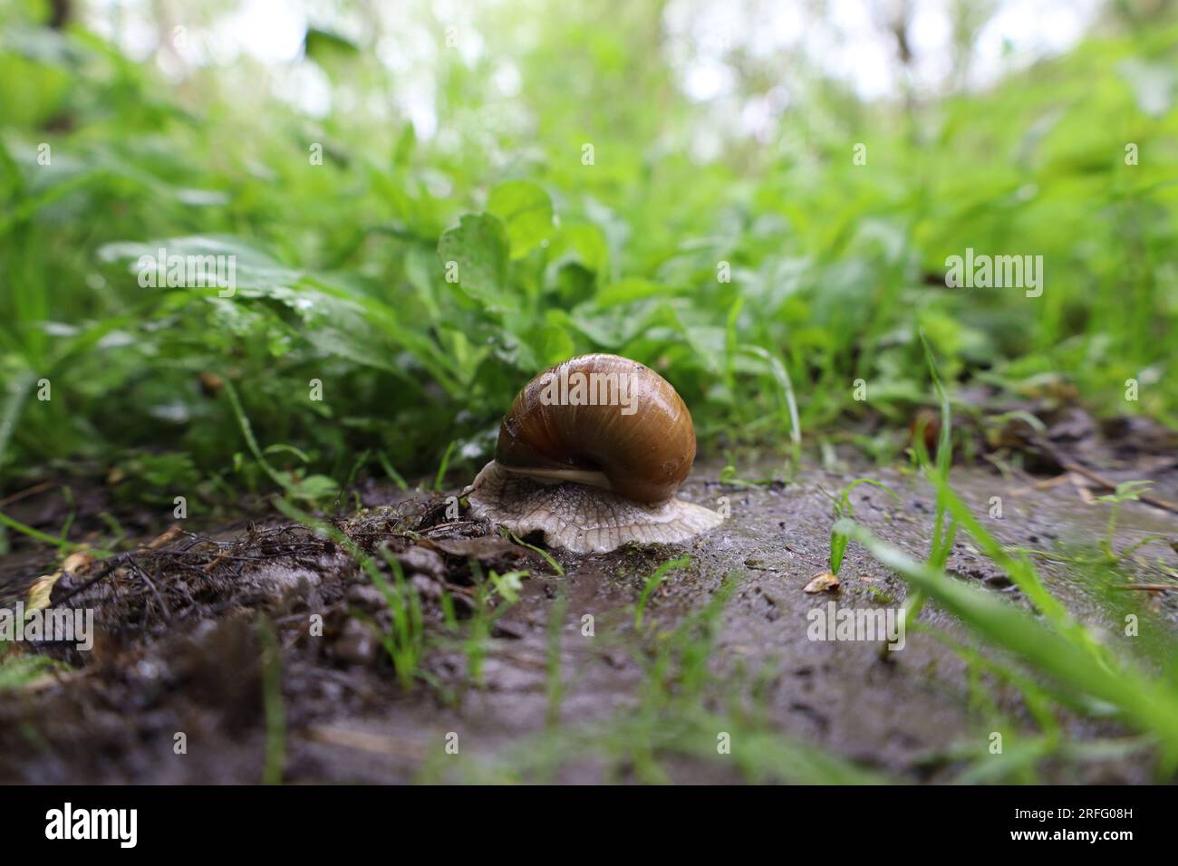 Rainy slug hi-res stock photography and images - Alamy