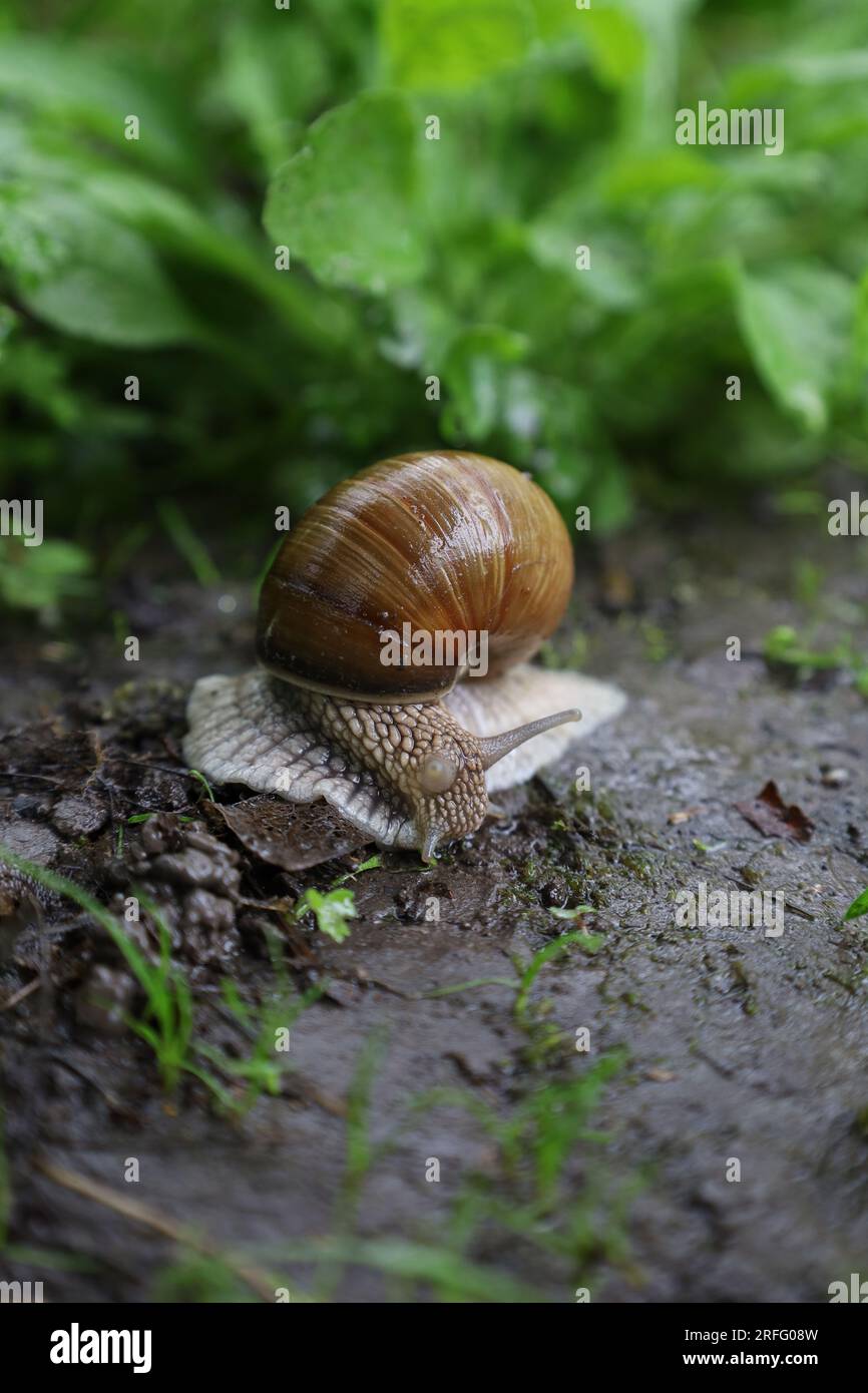 Snail in the forest, summer rainy green woods Stock Photo - Alamy